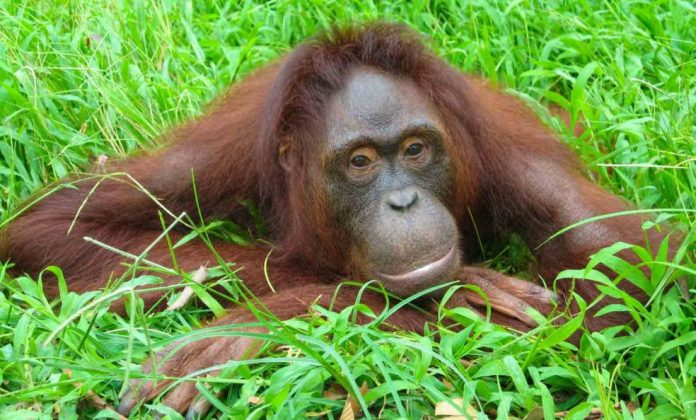 Rimba Raya Becomes First Forest Conservation Project in the World ...